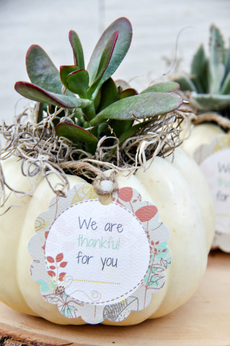 Thanksgiving Pumpkin Succulent Planter | Tonya Staab