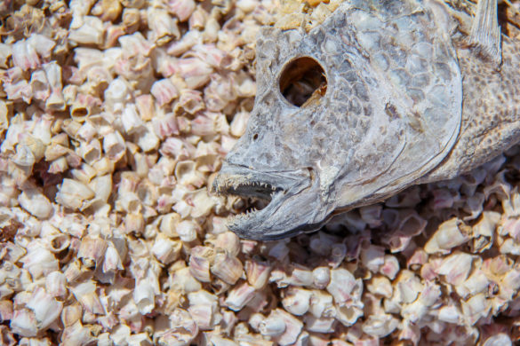 What To Do On A Day Trip to the Salton Sea | Tonya Staab