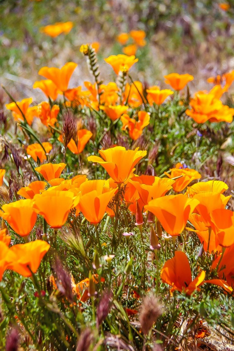 The Antelope Valley Poppy Fields in Southern California | Tonya Staab