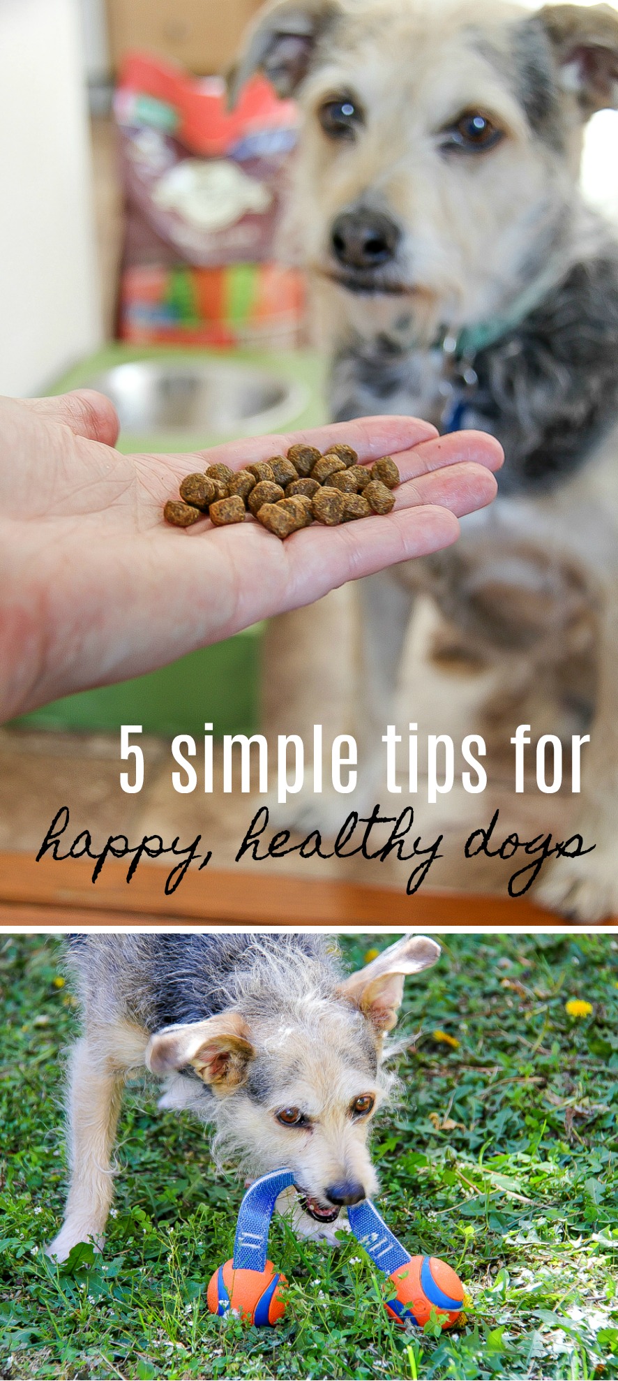 5 Simple Ways to Keep Your Dog Healthy and Happy | Tonya Staab