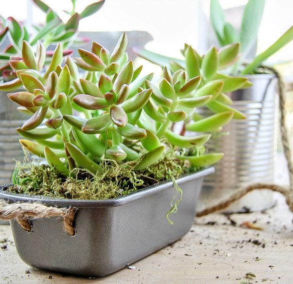 DIY Duck and Chicken Run Ideas and Accessories | Tonya Staab