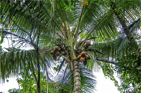 Visiting the Daintree Rainforest in Queensland, Australia | Tonya Staab