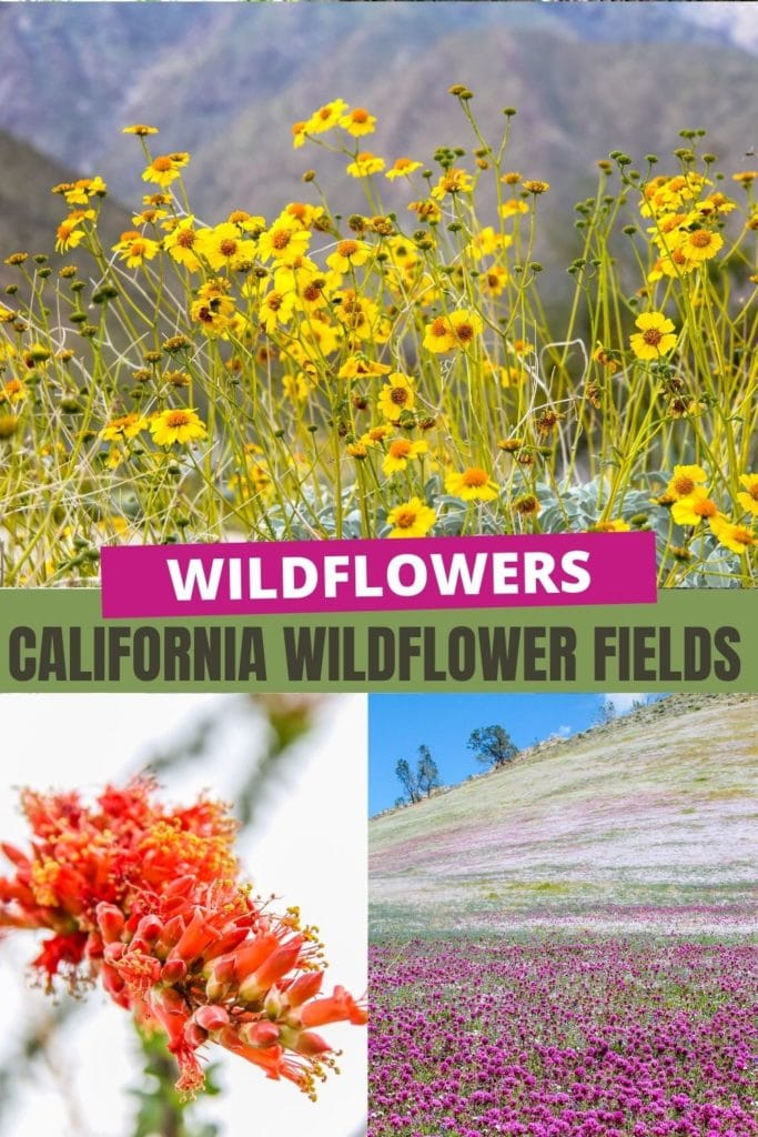 Where To See Fields of Wildflowers in California | Tonya Staab