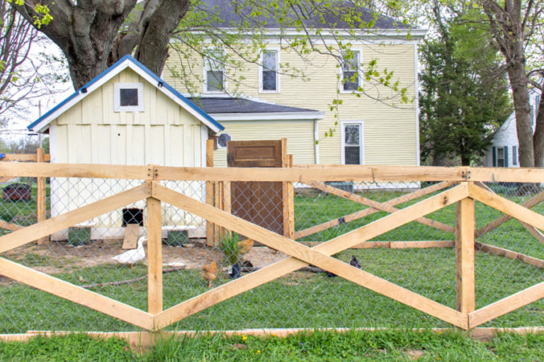 DIY Duck and Chicken Run Ideas and Accessories | Tonya Staab