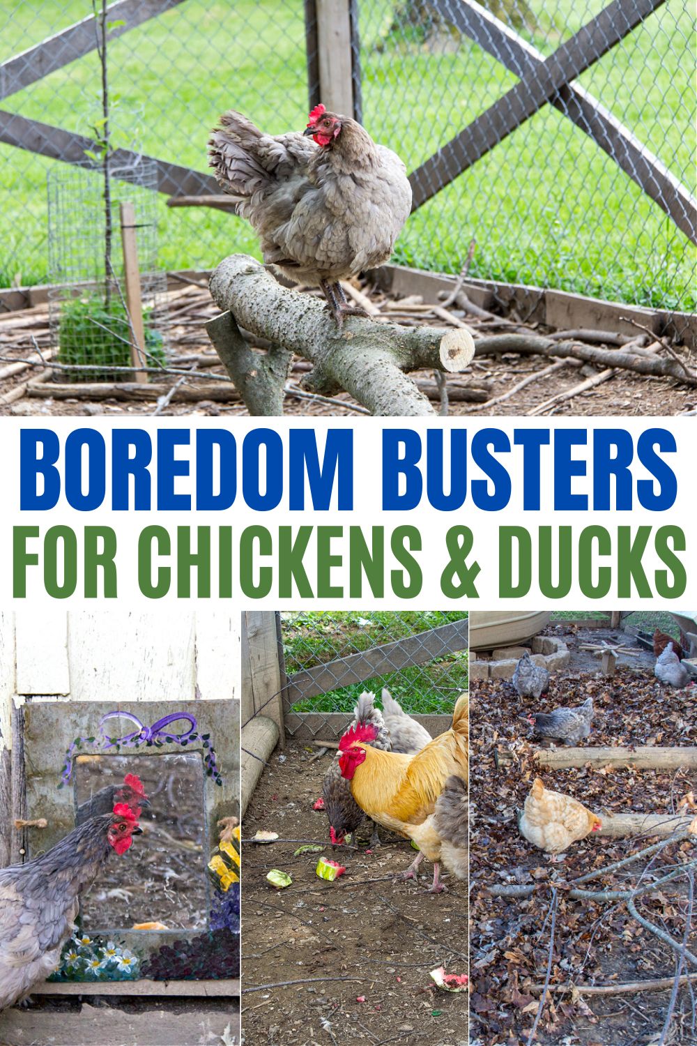 Try These Boredom Busters for Chickens and Ducks | Tonya Staab